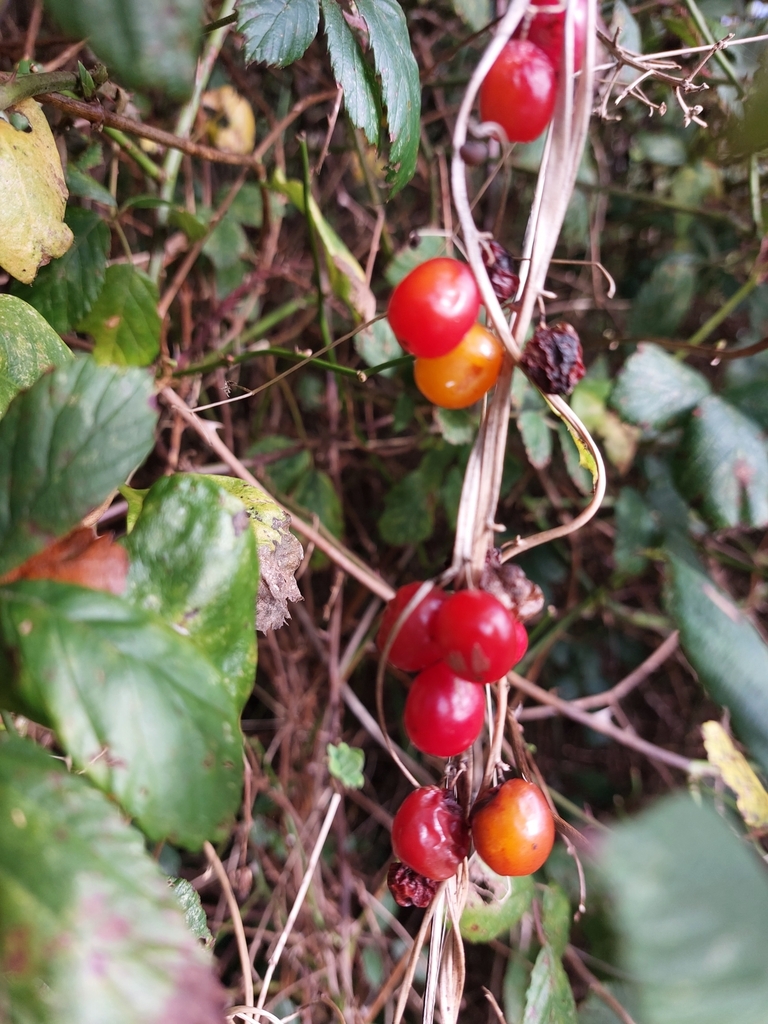 Black Bryony from Exeter, UK on October 27, 2024 at 12:53 PM by Suzie ...