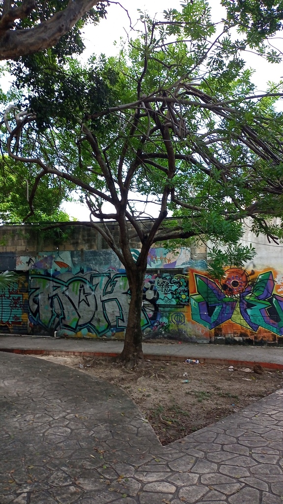 Cascabela gaumeri from Supermanzana 22, Cancún, Q.R., México on October ...