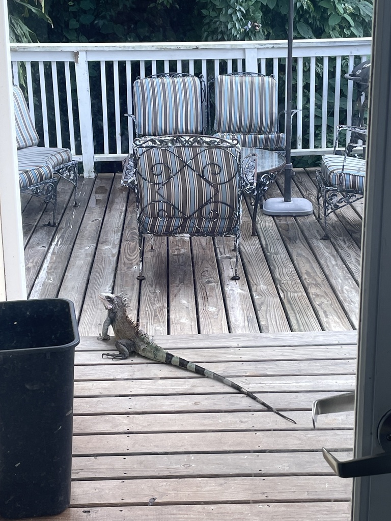 Green Iguana from Saint Thomas, St. Thomas, United States Virgin ...