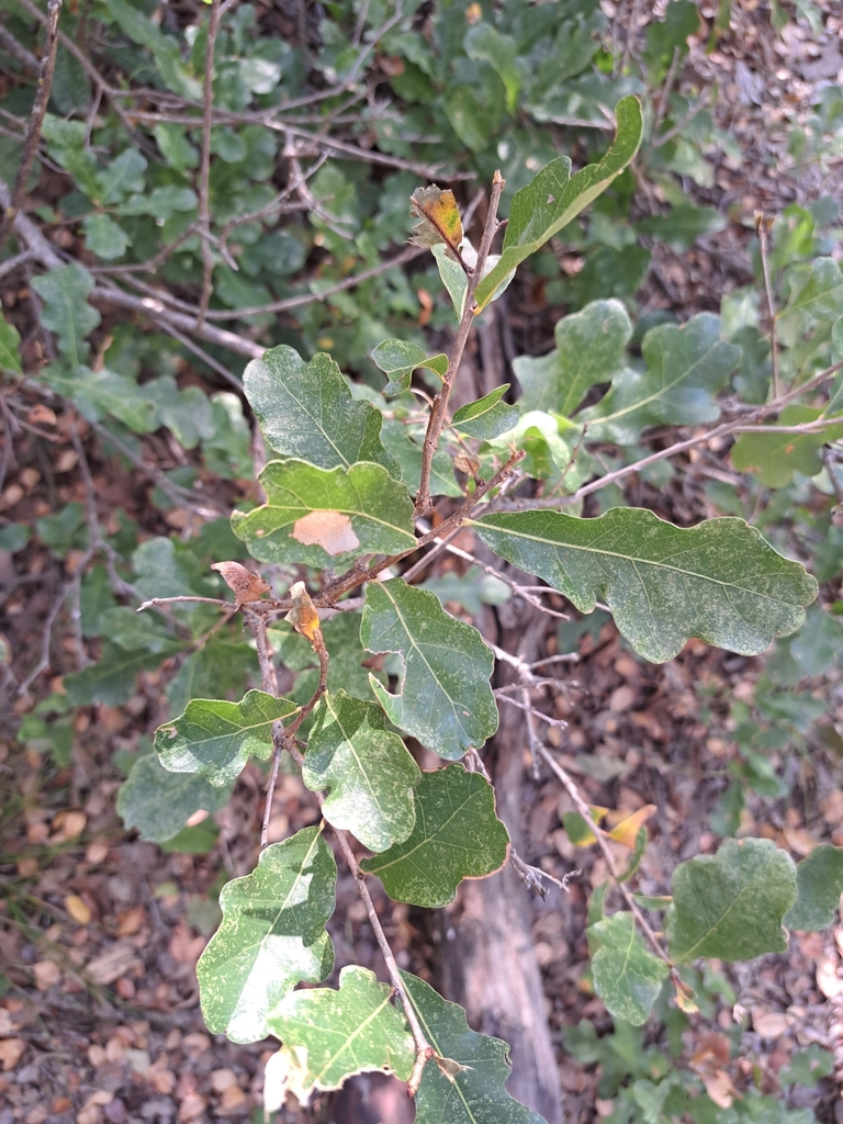 White Shin Oak from Graham, TX 76450, USA on October 27, 2024 at 10:36 ...