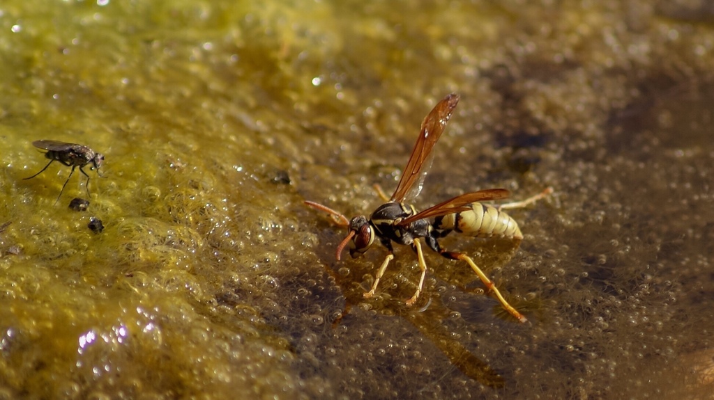 Golden Paper Wasp from 2281–2299 Mount Wilson Rd, Pasadena, CA, US on ...