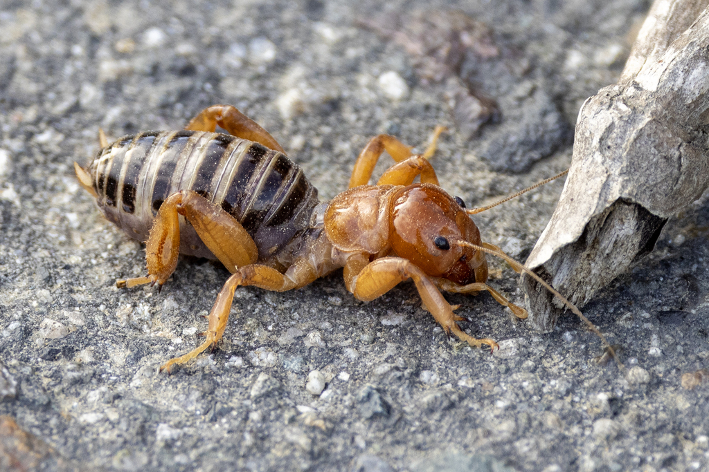 North American Jerusalem Crickets from La Jolla, San Diego, CA, USA on ...