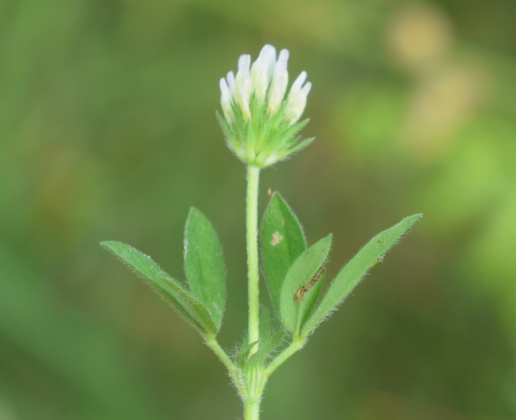 Sea Clover from Seixal, PT-SE, PT on May 13, 2024 at 03:52 PM by ...