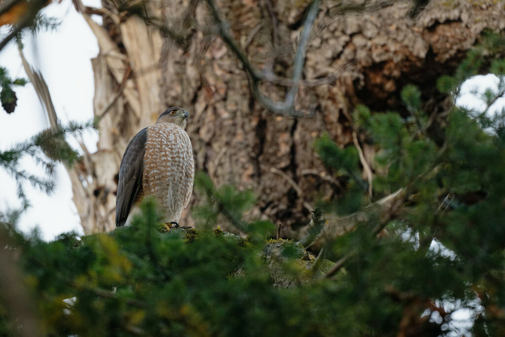 Cooper's Hawk from Gorge -Tillicum Area, Victoria, BC V9A, Canada on ...