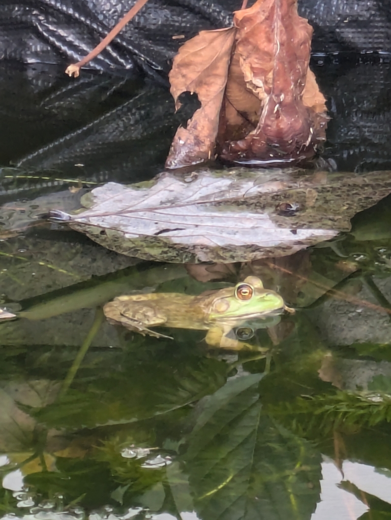 American Bullfrog from Waco, GA, USA on October 27, 2024 at 03:24 PM by ...