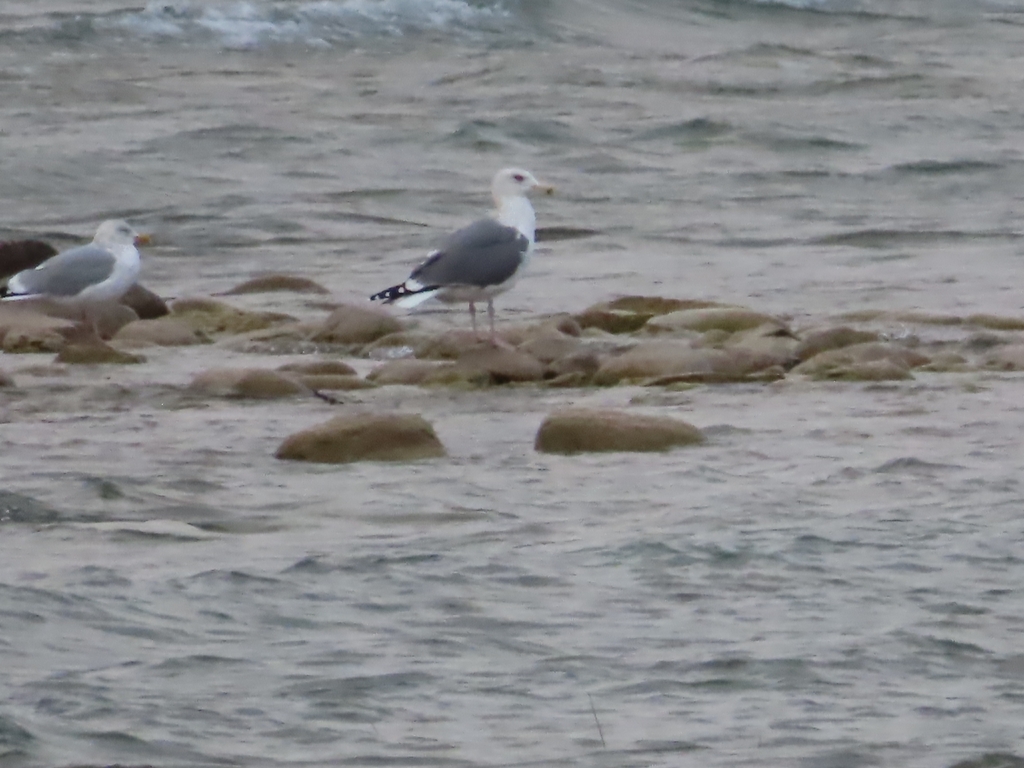 Great Lakes Gull from Bruce County, ON, Canada on October 27, 2024 at ...