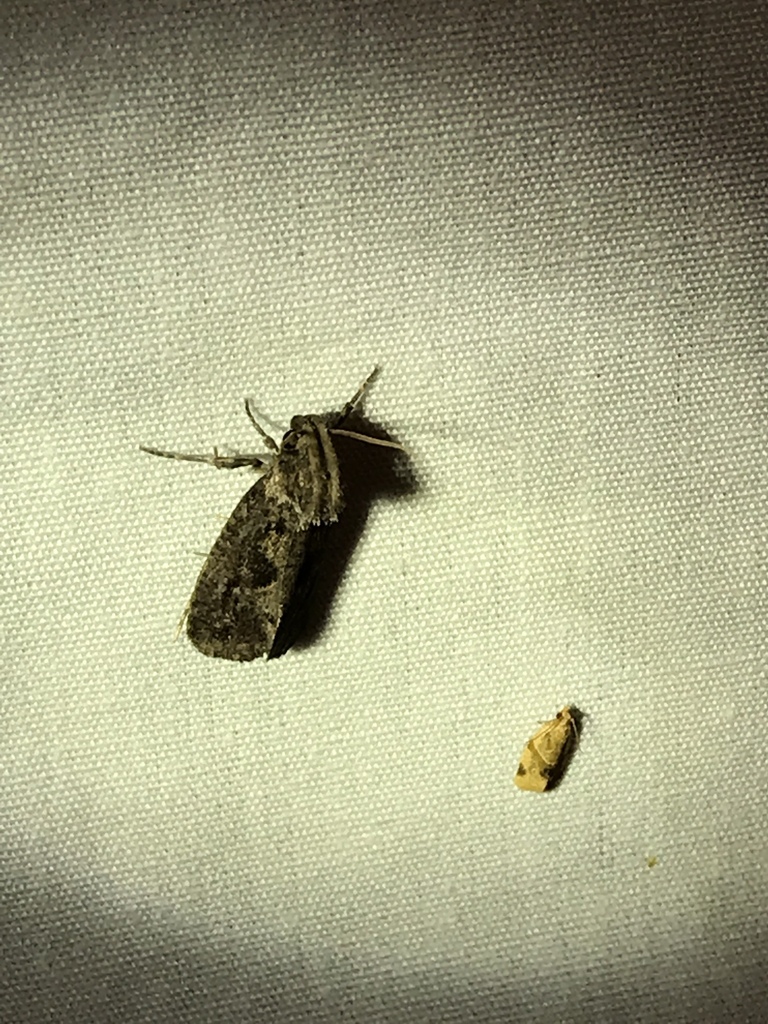 Grass Tubeworm Moths from 6065 N Miami Gardens St, Brazil, IN, US on ...