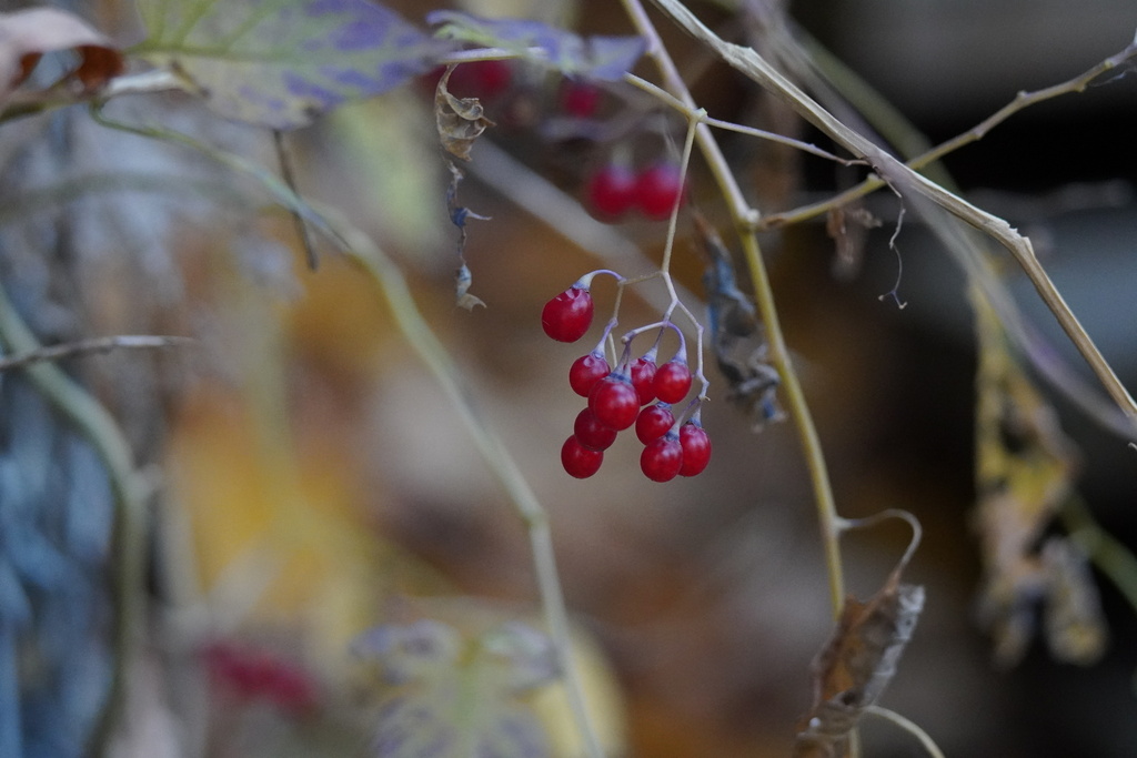 bittersweet nightshade from Mount Royal, Montreal, QC H3H 1A1, Canada ...