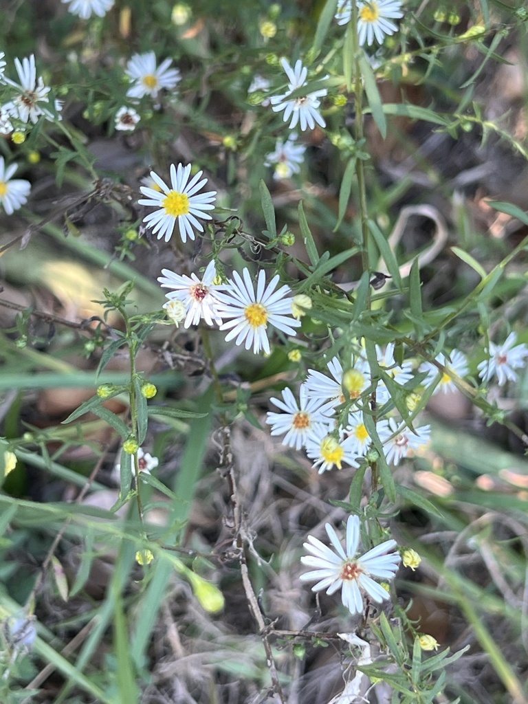 panicled aster from Lakeside Dr, Angleton, TX, US on October 27, 2024 at 01:39 PM by Susan ...