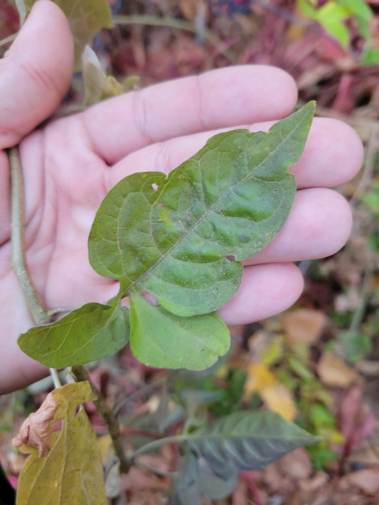 bittersweet nightshade from Cascade Valley, WA 98837, USA on October 27 ...