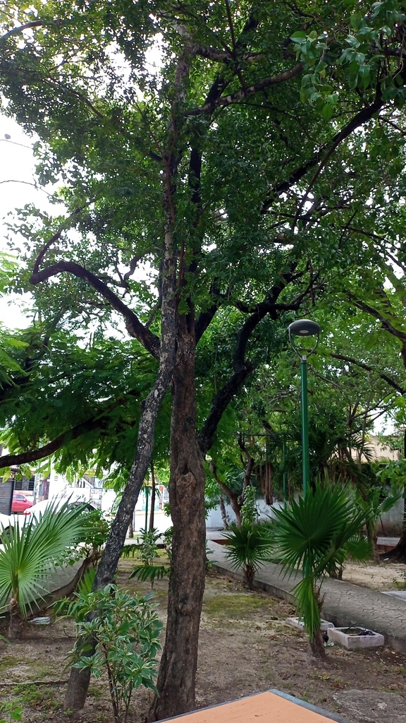 cuachilote from Supermanzana 22, Cancún, Q.R., México on October 27 ...