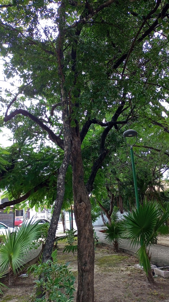 Cuachilote desde Supermanzana 22, Cancún, Q.R., México el 27 de octubre ...