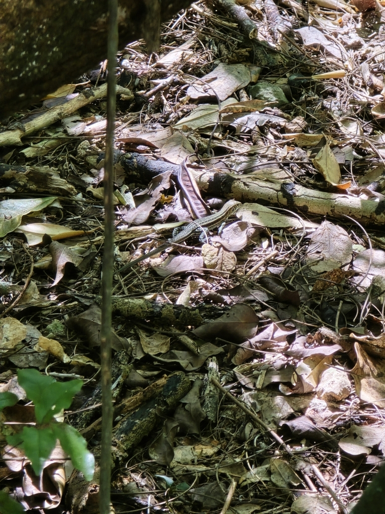 Pholidoscelis plei plei from 6W6G+QC8 Katouche Bay Pond, BWI, Crocus ...