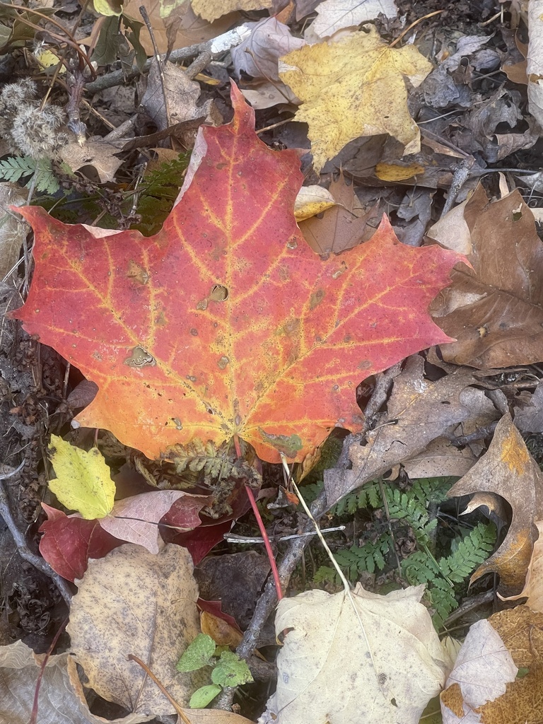 sugar maple from Hanover Township, Perrysville, OH, US on October 27 ...