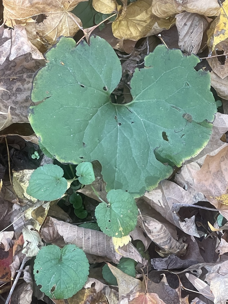 Canadian wild ginger from Hemlock Gorge Trail, Perrysville, OH, US on ...