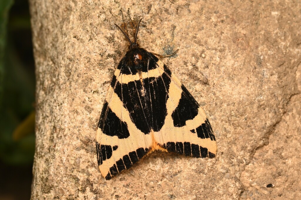 Numenes disparilis from 258-1 Bancheon-ri, Sicheon-myeon, Sancheong ...