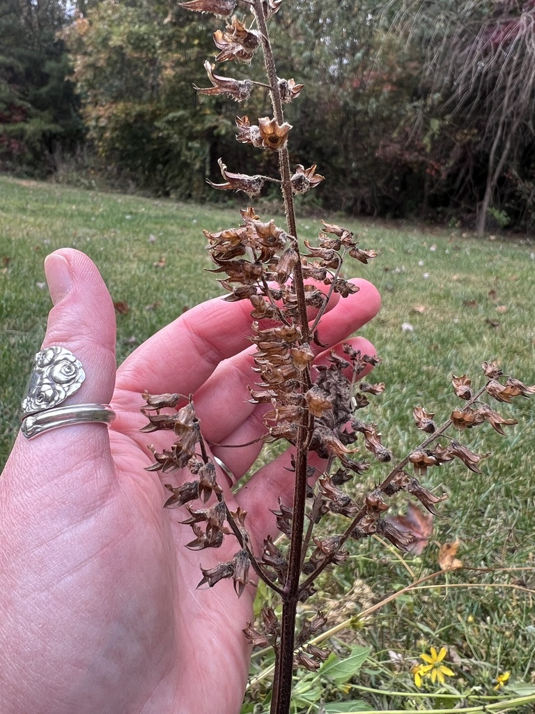 beefsteak plant from Briar Creek Dr, North Wilkesboro, NC, US on ...