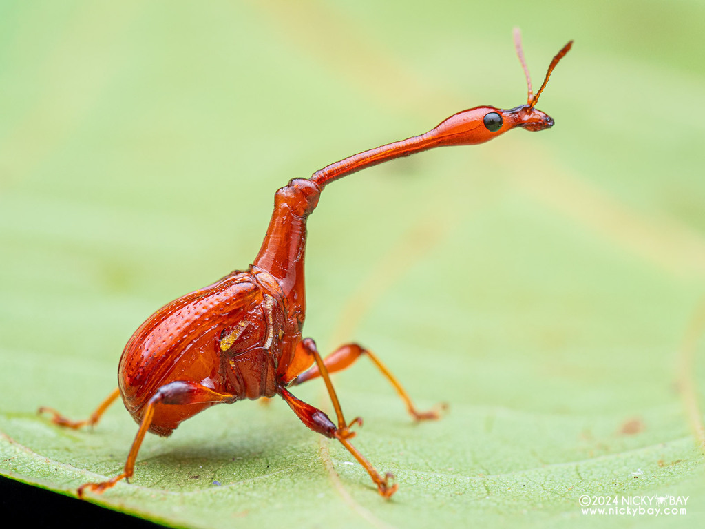 Paracycnotrachelus from VR3Q+VVW, Karang Joang, Balikpapan Utara ...