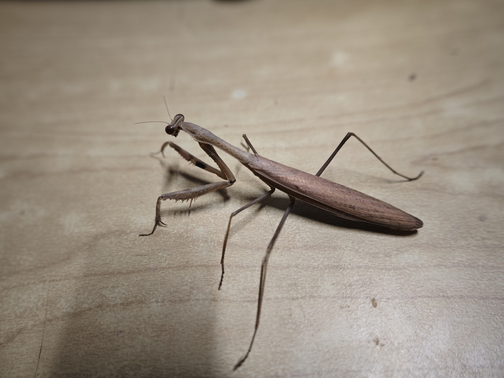 Asian Jumping Mantis from 湖北省武汉市武昌区武汉大学珞珈山 on August 26, 2024 at 09:56 ...