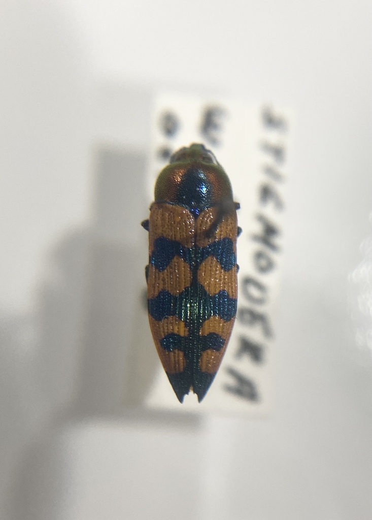 Castiarina quadrifasciata in October 1970 by Cole Cramer. W. Australia ...