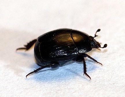 Hister Beetle (Insects of Ohio) · iNaturalist