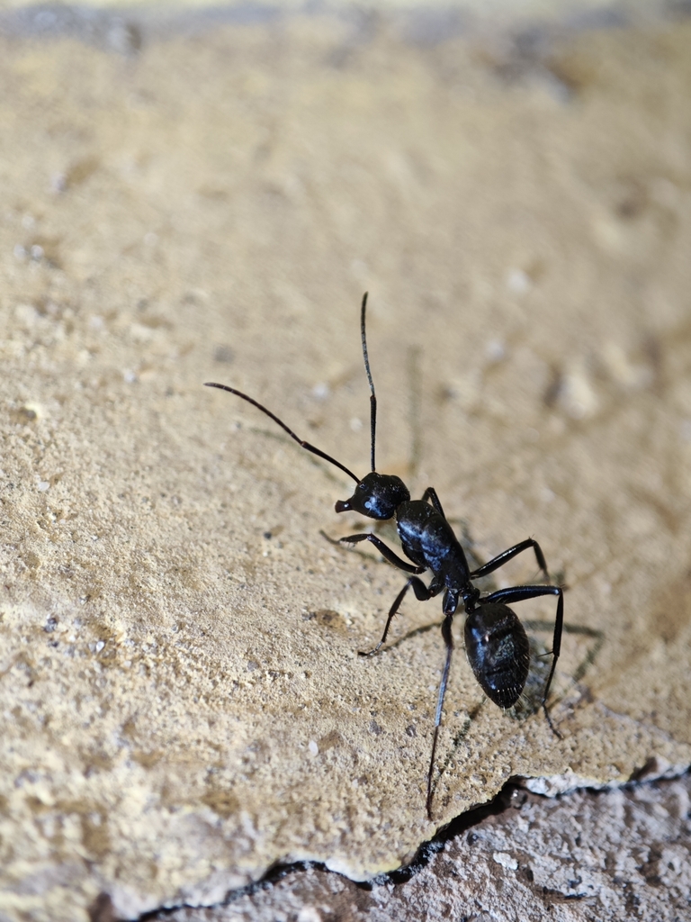 Japanese Carpenter Ant from 湖北省武汉市武昌区武汉大学 on August 28, 2024 at 07:02 ...