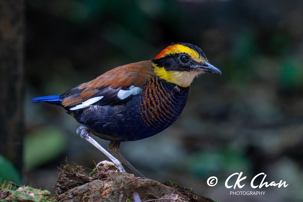 Malayan Banded Pitta in October 2024 by Chan Chee Keong · iNaturalist