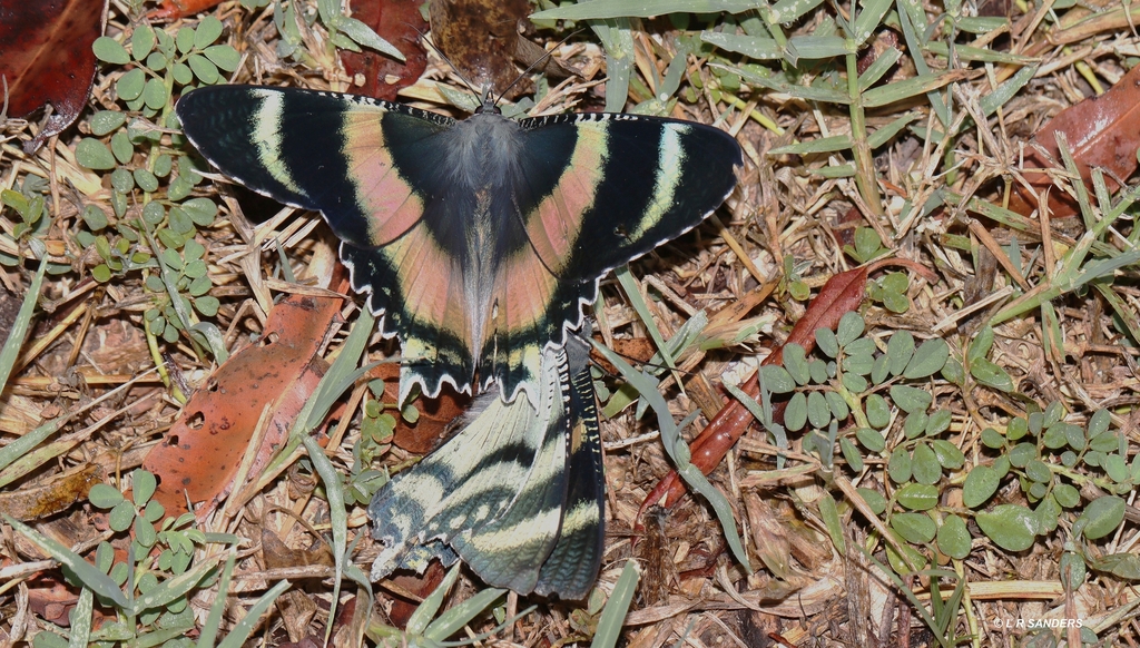 North Queensland Day Moth from Mackay QLD, Australia on October 25 ...