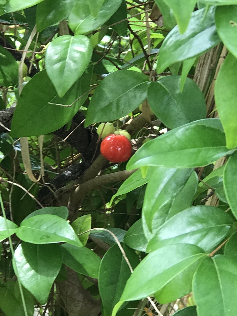 Surinam Cherry from Government Hill Road, , Bermuda, BM on 24 April ...
