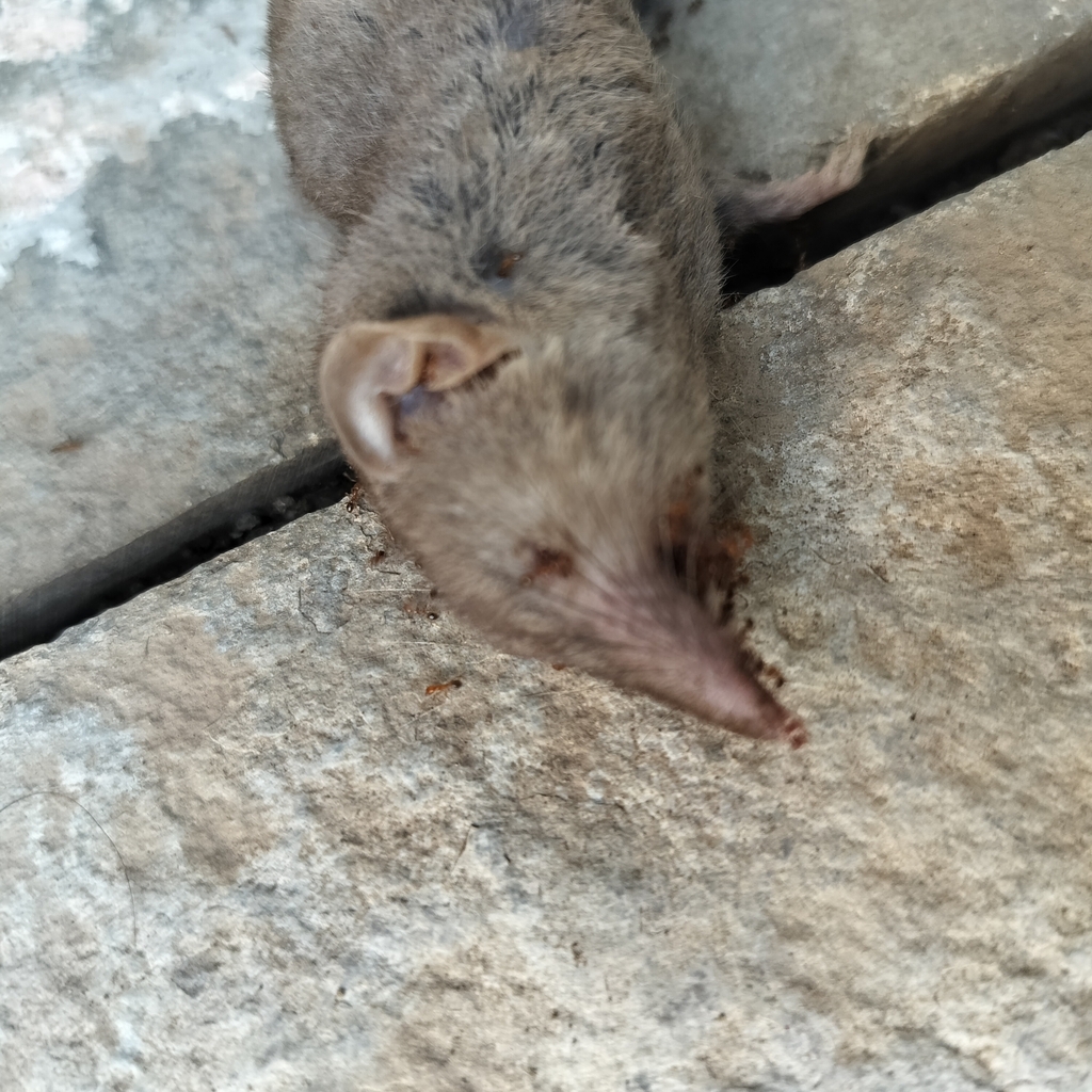 Asian House Shrew in October 2024 by SAMYAK HANWATE · iNaturalist