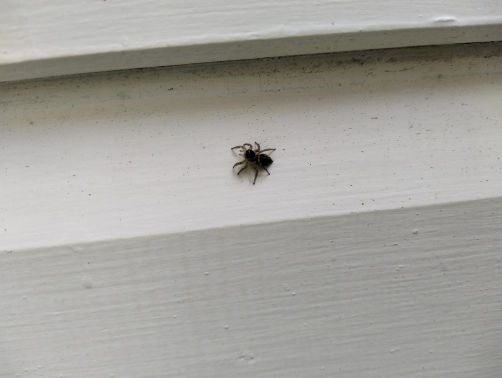 Typical Jumping Spiders from Wavell Heights QLD, Australia on October ...