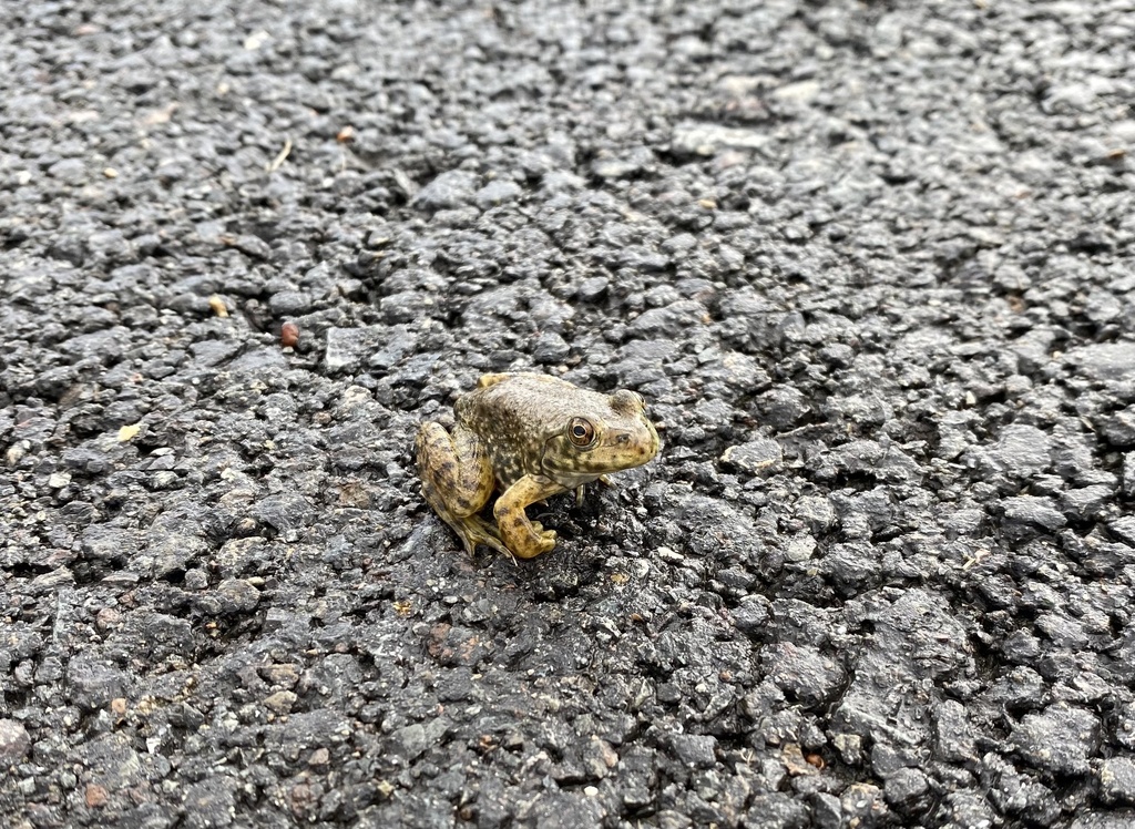 American Bullfrog from SW Church Rd, Oakland, OR, US on October 27 ...