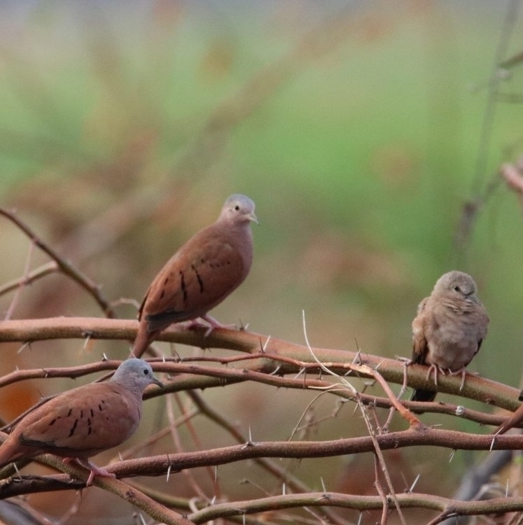 Ruddy Ground Dove from 7G9F+25F, Anna Regina on October 26, 2024 at 09: ...