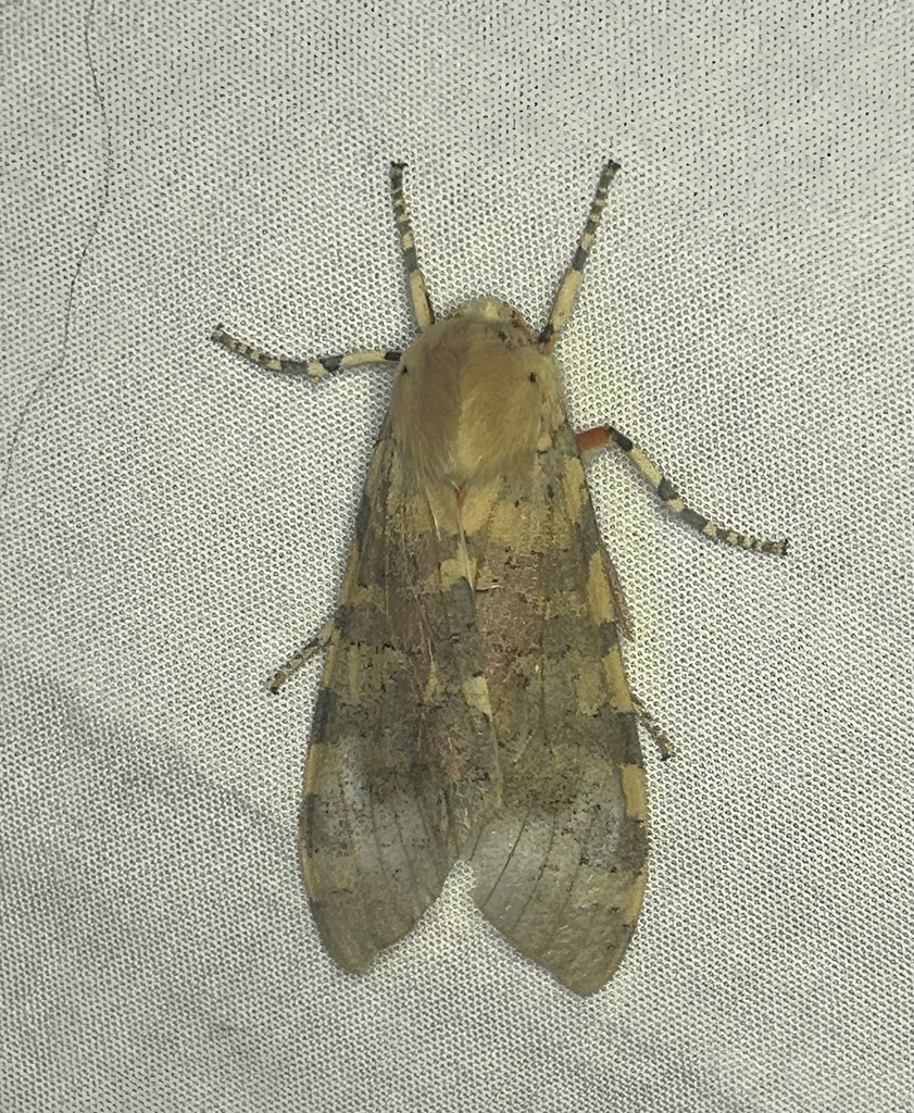 Edwards' Glassy-wing Moth from Buena Vista Way, Berkeley, CA, US on ...