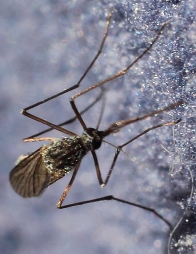 Snow Mosquito (Insects of Ohio) · iNaturalist