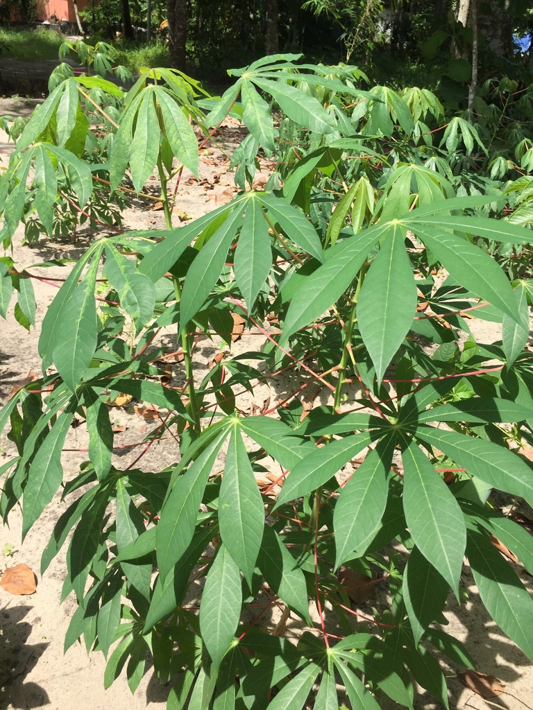 Tapioca Plant In Kerala