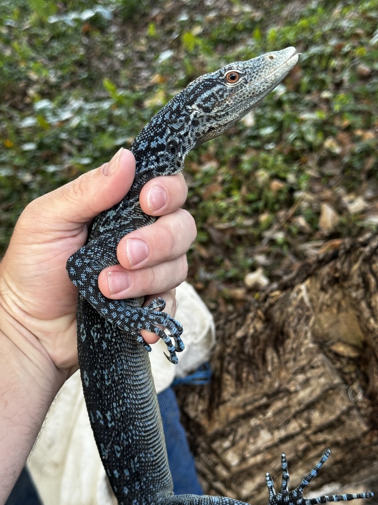 Blue-spotted Tree Monitor in October 2023 by Alexander Stubbs · iNaturalist