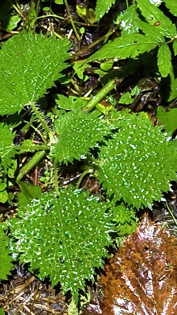 Japanese Nettle from Taroko, TW-TA-NT, TW-TA, TW on October 28, 2024 at ...