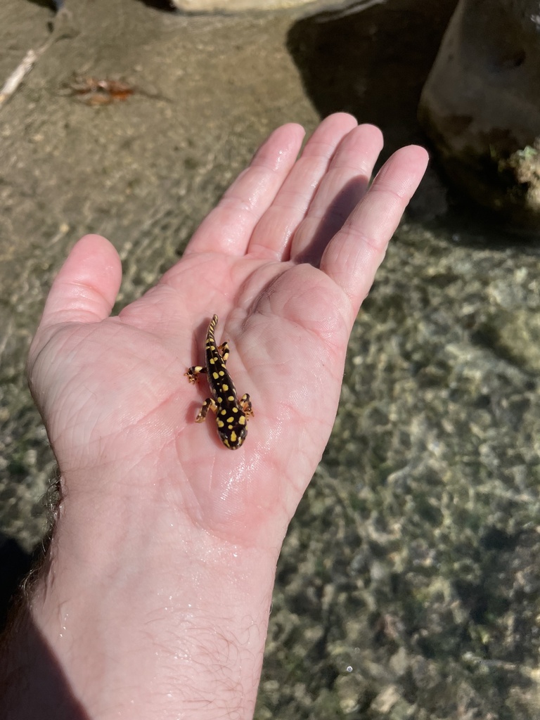 Lake Urmia Newt in October 2021 by Alexander Stubbs · iNaturalist