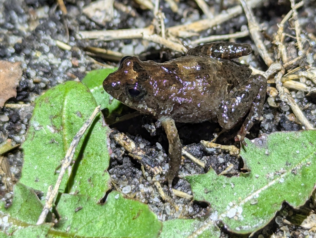 Squelching Froglet from Canning Vale WA 6155, Australia on October 28 ...