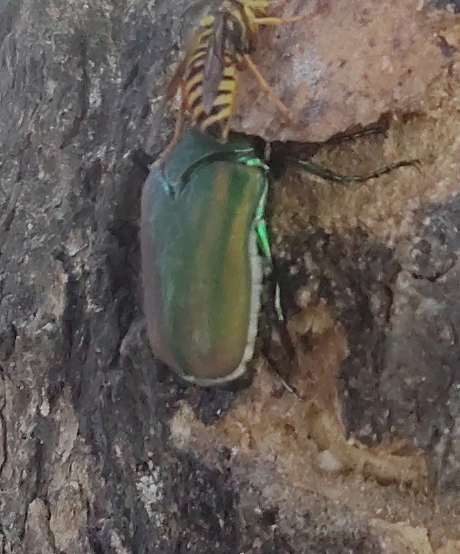 Mayate esmeralda desde 7349+QG, 67608 La Barranca, N.L., México el 26 ...