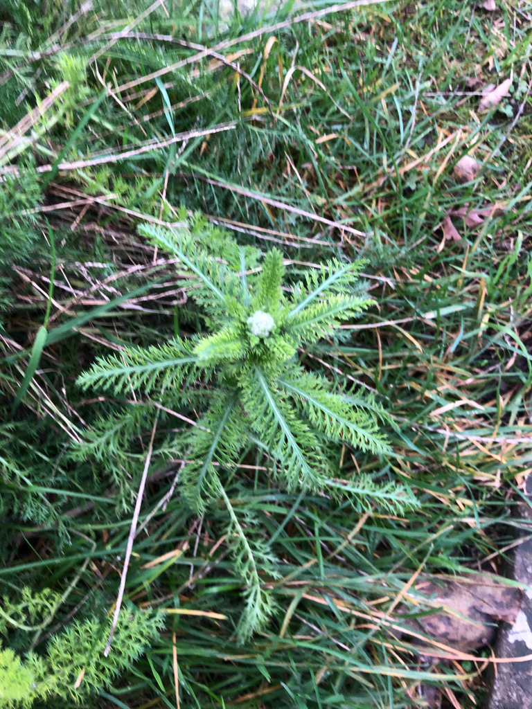 common yarrow from Oxford on October 28, 2024 at 04:12 PM by Isaac ...