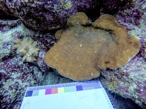 Genus Podabacia · iNaturalist United Kingdom