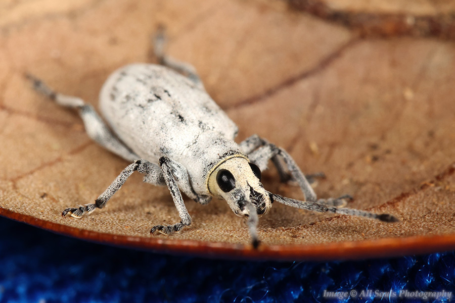 Sri Lanka Weevil in October 2024 by Jess Addams · iNaturalist