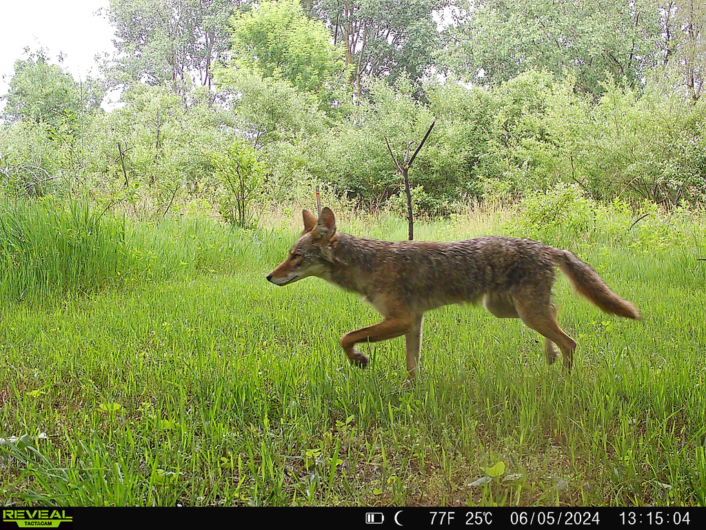 Coyote from Portage, MI, USA on June 05, 2024 at 01:15 PM by Kent ...
