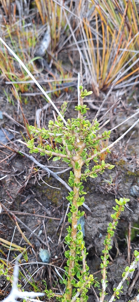 māhoes in October 2024 by Mike Orchard. Ultramafic substrate, “tinline ...