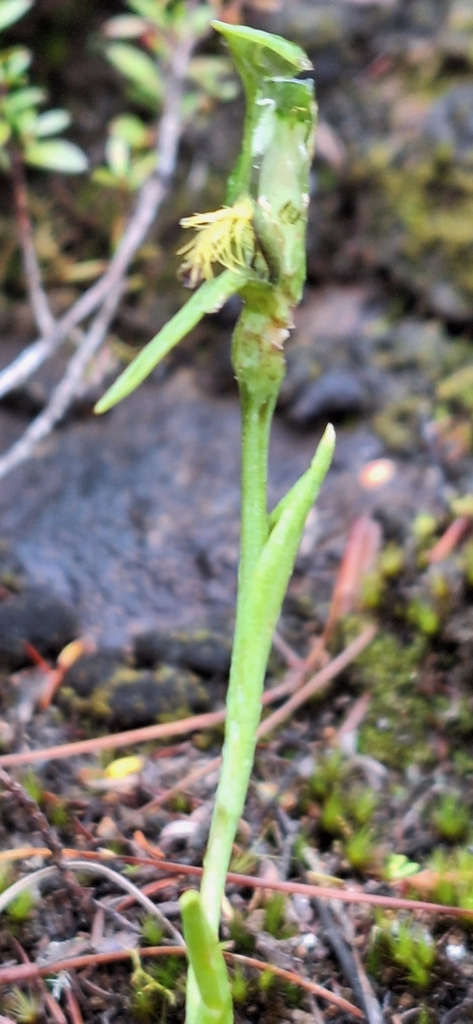 small bearded greenhood in October 2024 by Mike Orchard. Ultramafic ...