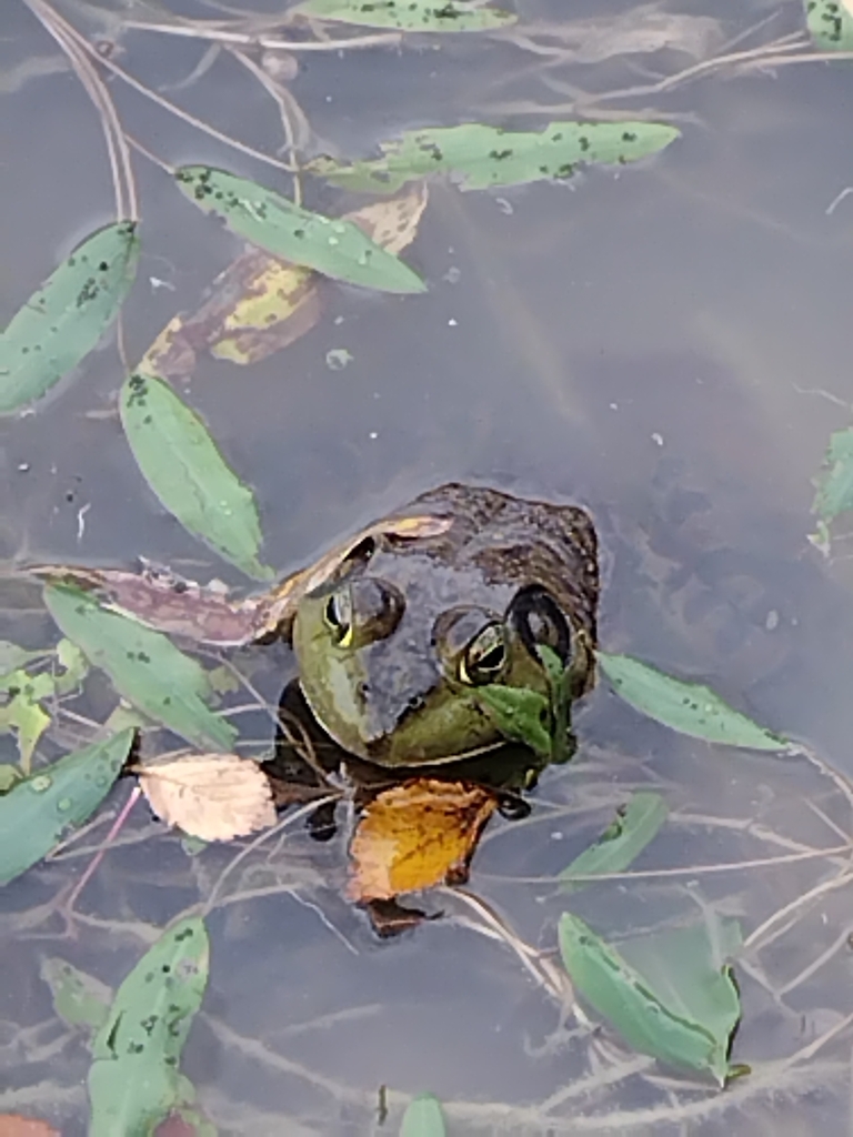American Bullfrog from Chisholm Creek, Wichita, KS, USA on October 28 ...
