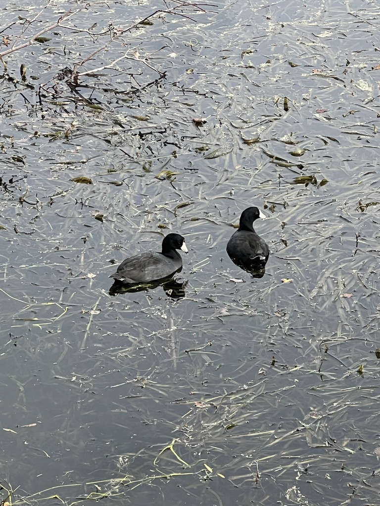 American Coot from Lake Mirror Complex, Lakeland, FL, US on October 28 ...