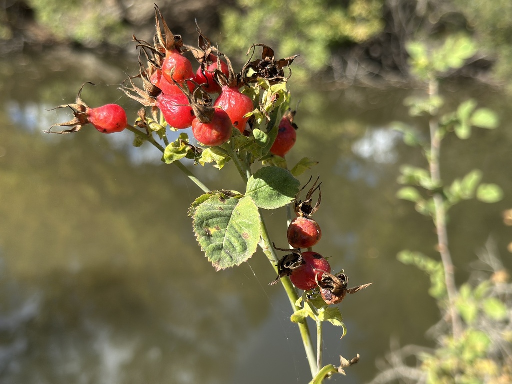 California Wild Rose from Sebastopol, CA 95472, USA on October 28, 2024 ...